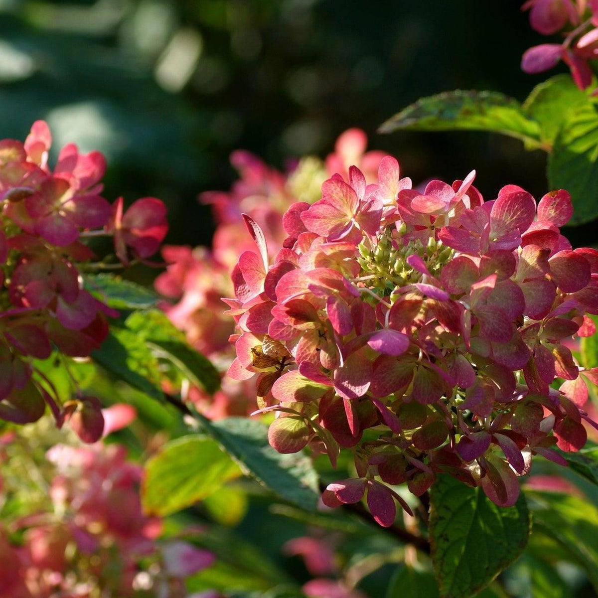 Diamond Rouge Hydrangea - Hydrangea macrophylla 'Diamond Rouge' | Buy Online Australia – Nursery ...