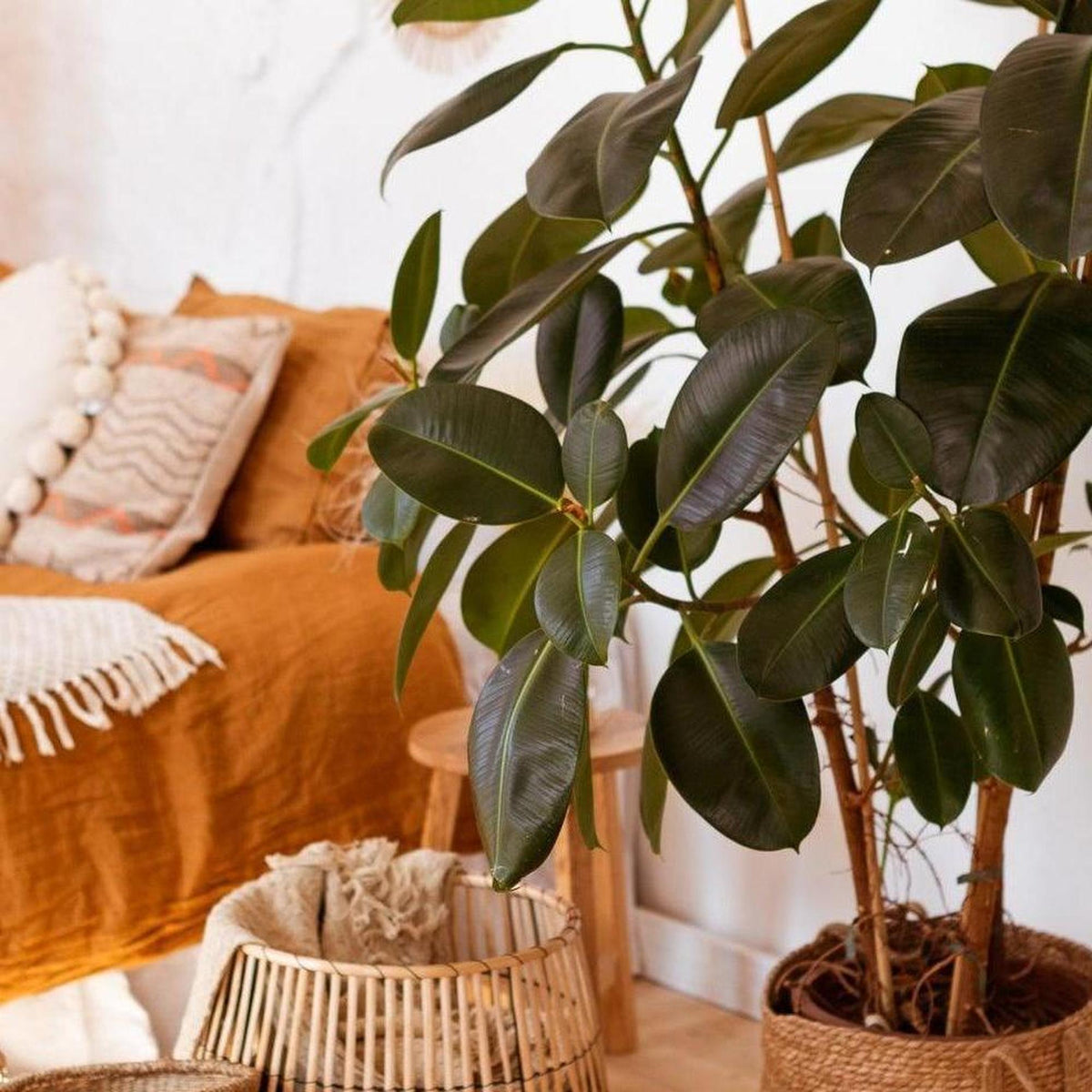 Buy Now! Melany Rubber Plant - Ficus elastica Melany – Nursery Near Me