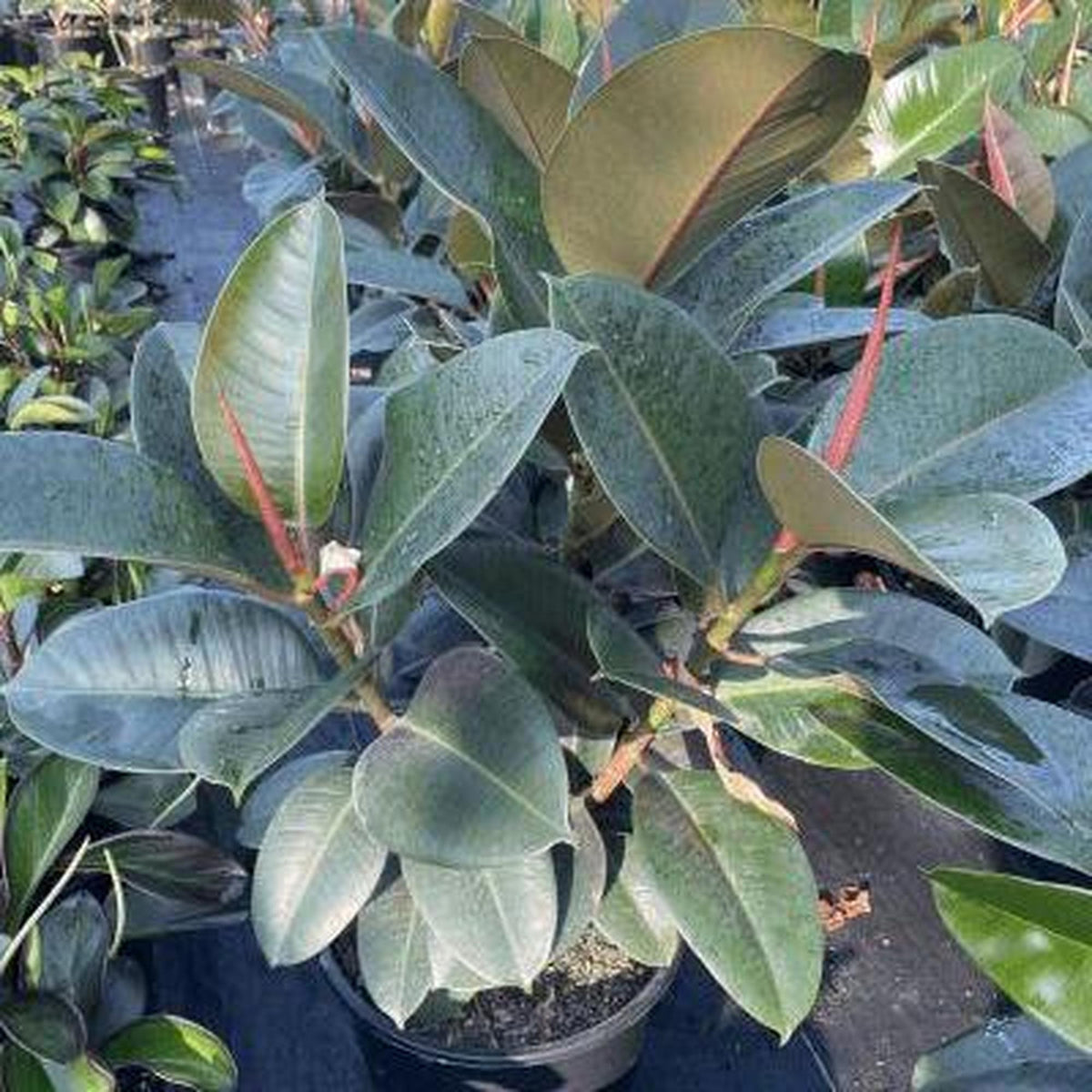 Robusta Rubber Plant - Ficus elastica 'Robusta' | Buy Online Australia – Nursery Near Me