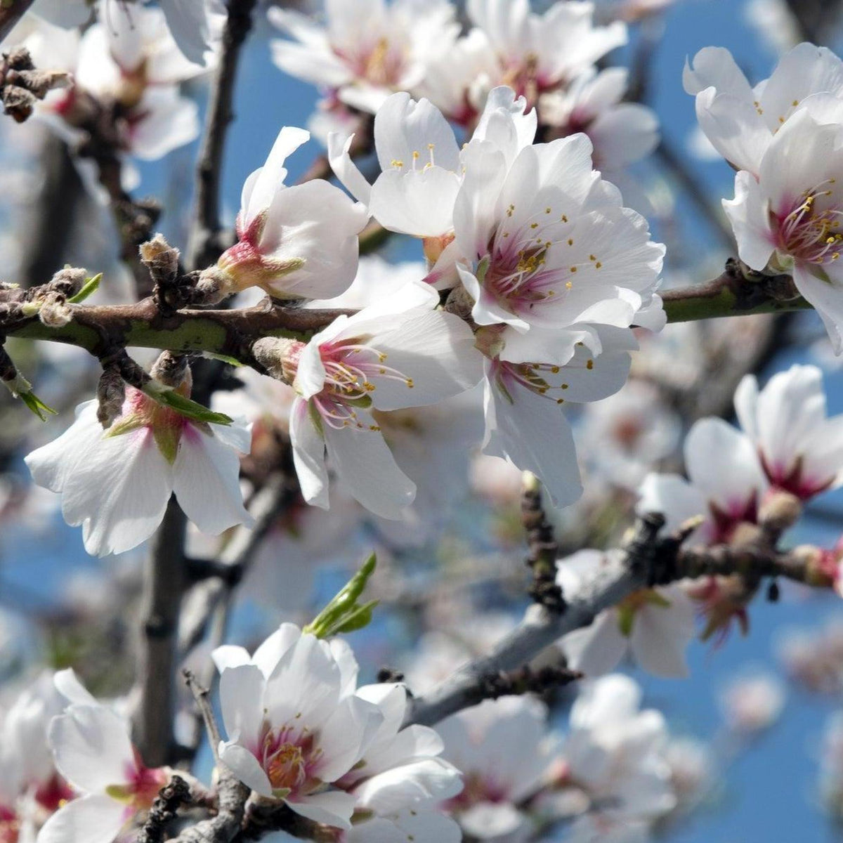 Sweet Almond Tree