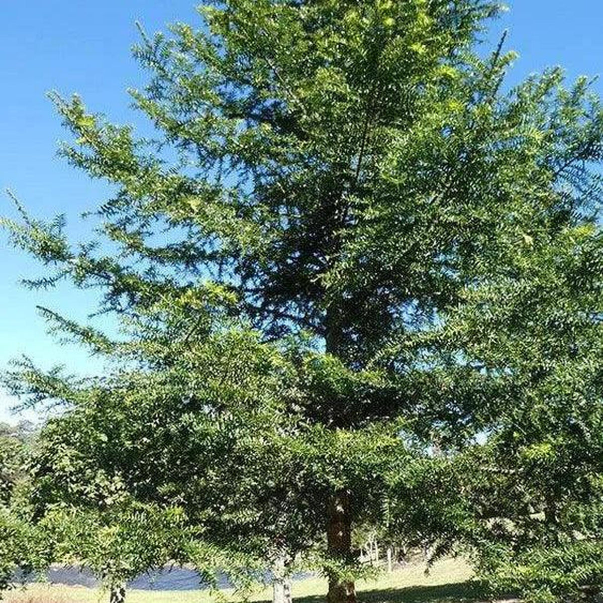 ARAUCARIA bidwilli (Bunya Pine) - Ex Ground | Buy Online Australia ...