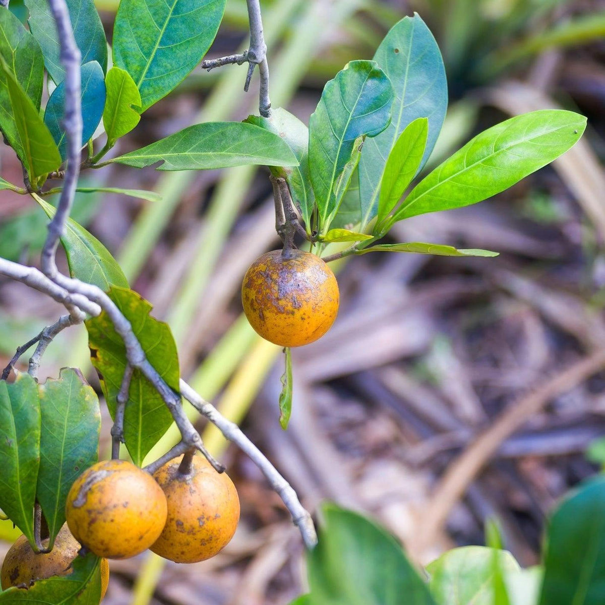 ATRACTOCARPUS fitzalanii Native Gardenia (Randia fitzalanii) - Ex ...