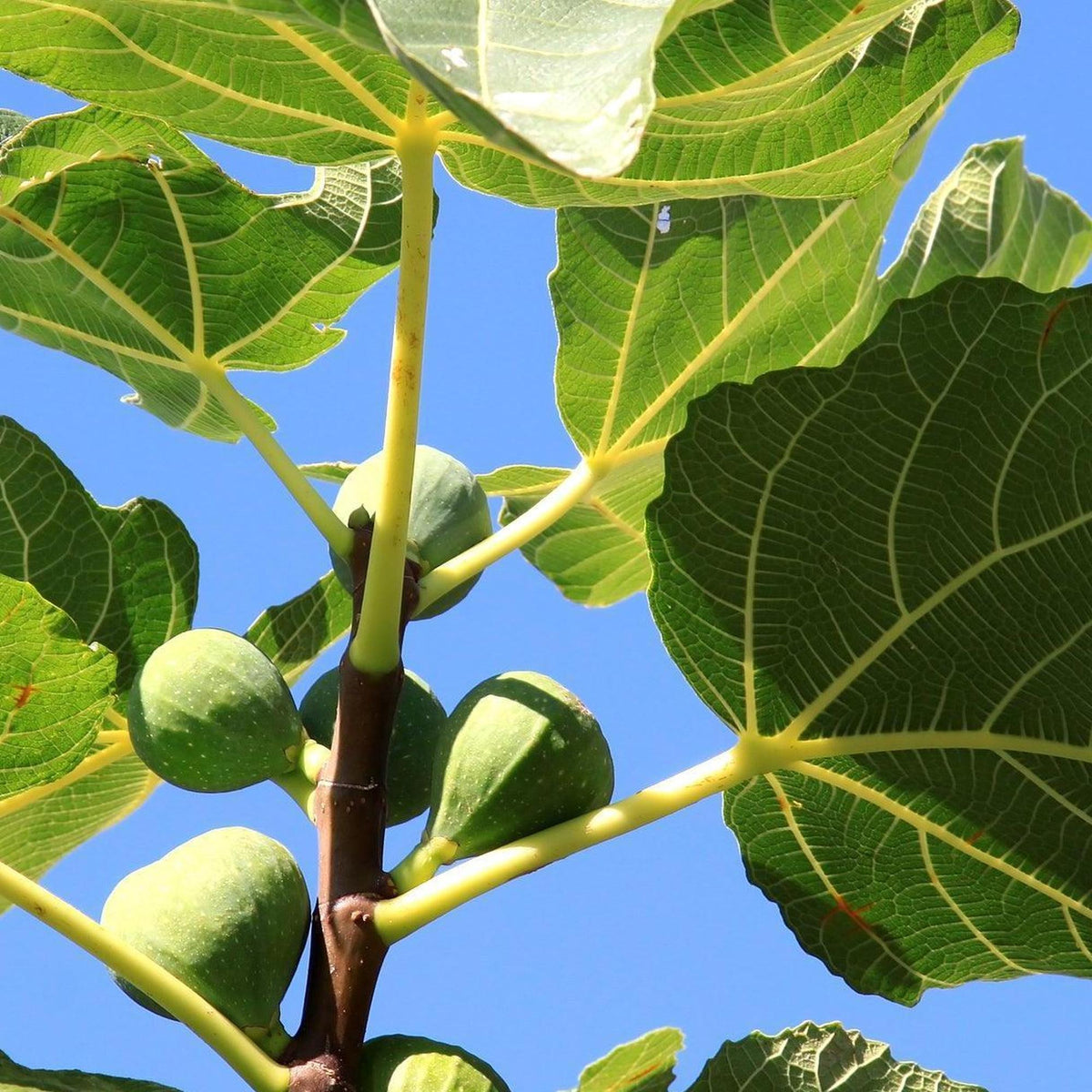 Buy Now! Adam Fig Tree - Ficus carica 'Adam' – Nursery Near Me