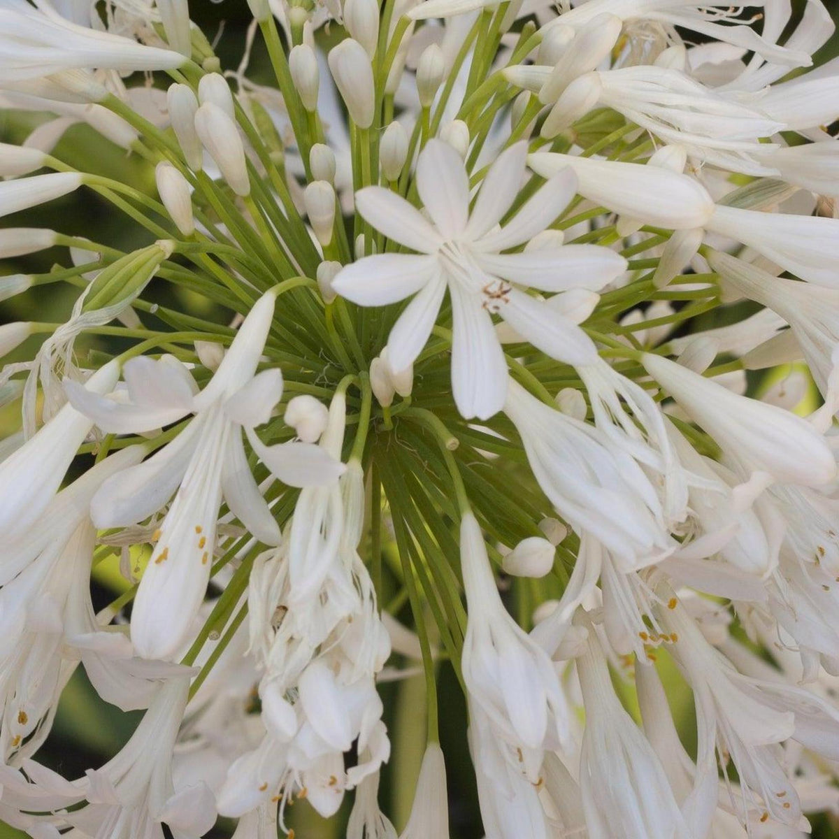 Africanus White Agapanthus - Agapanthus 'Africanus White' | Buy Online ...