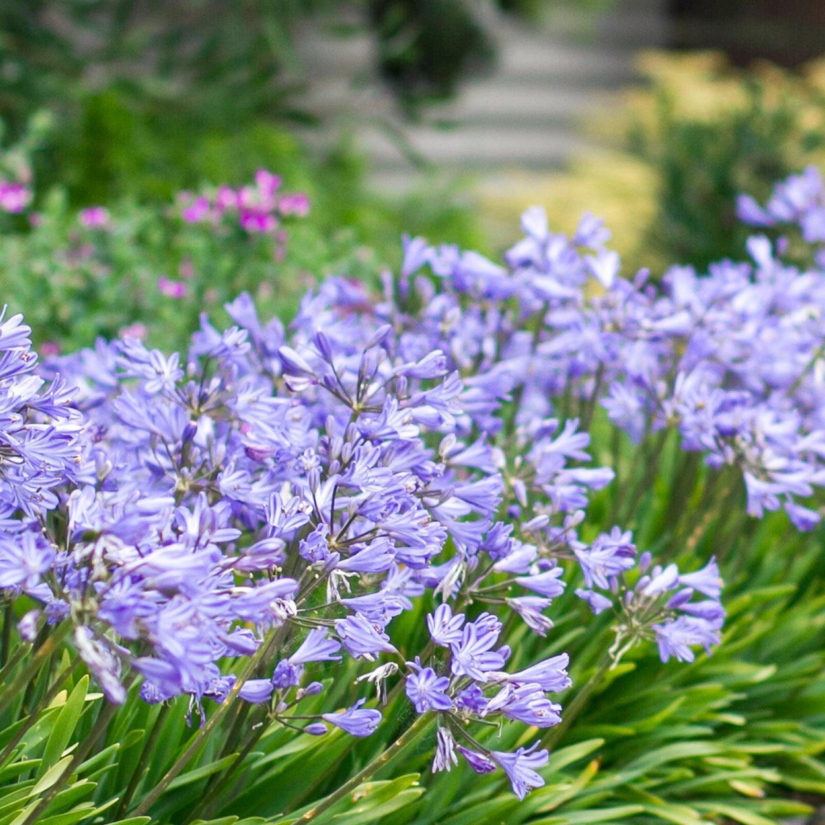 Agapanthus Baby Pete - Agapanthus praecox | Buy Online Australia ...