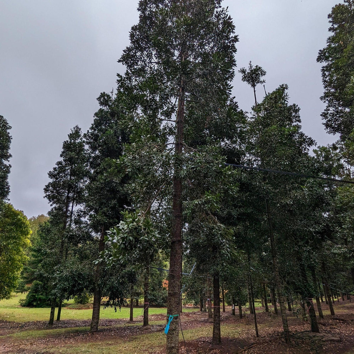 Buy Now! Agathis Robusta Queensland Kauri Pine - Ex Ground – Nursery ...