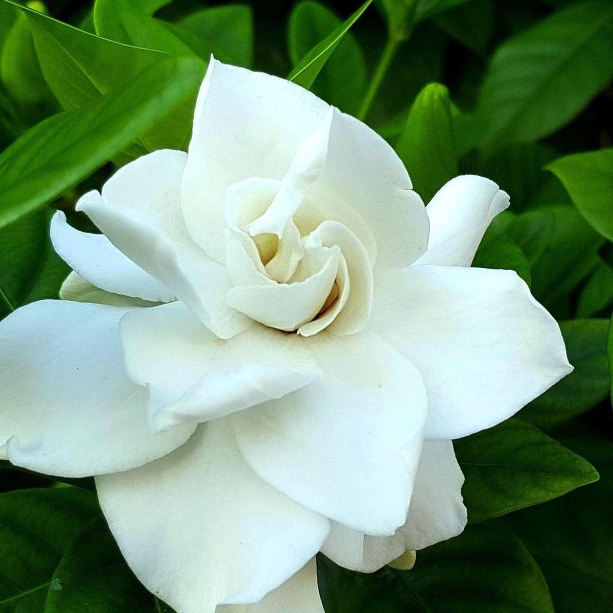 Buy Now! Aimee Yoshiba Fragrant Gardenia - Gardenia augusta 'Aimee ...