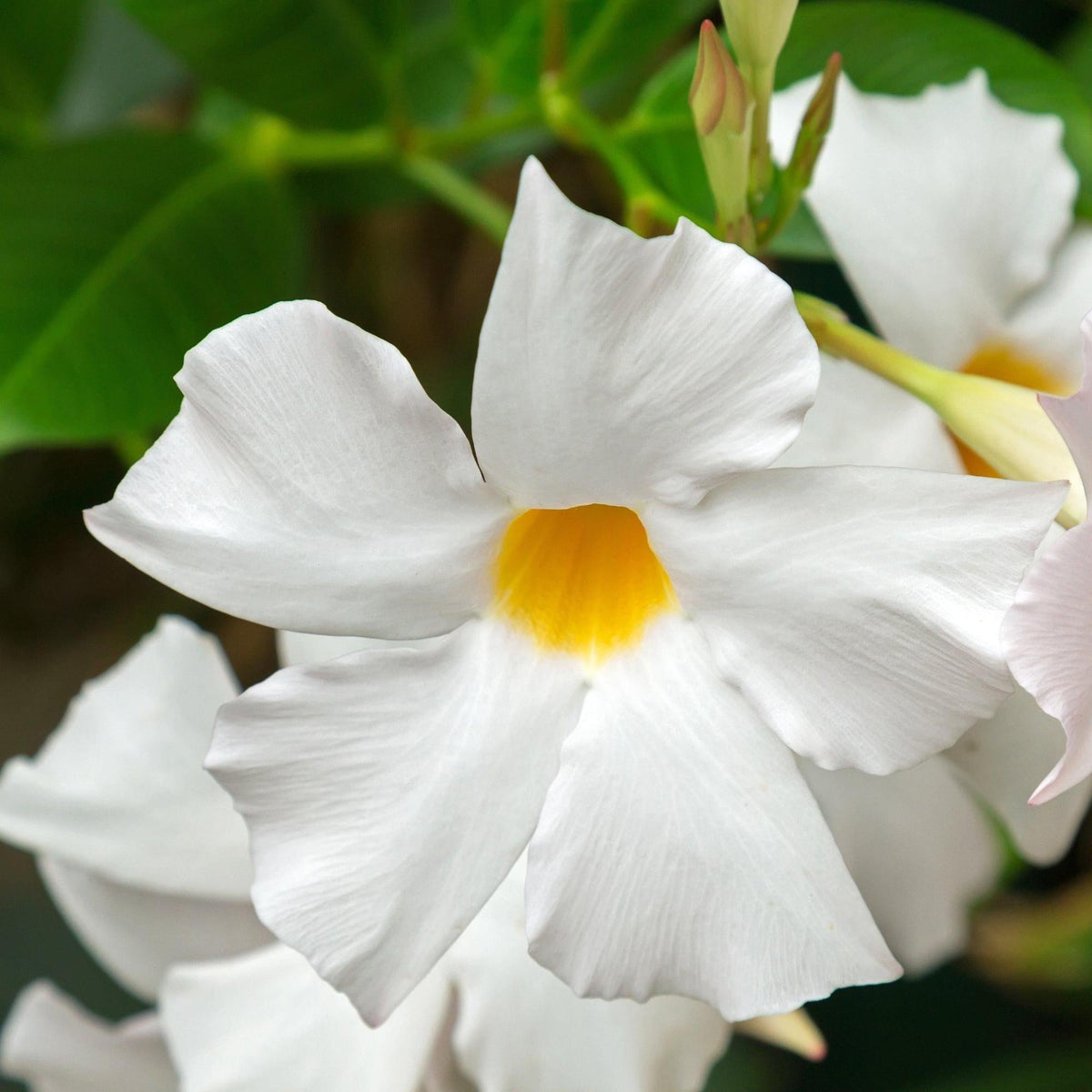 Aloha White Mandevilla - Mandevilla 'Aloha White' | Buy Online ...