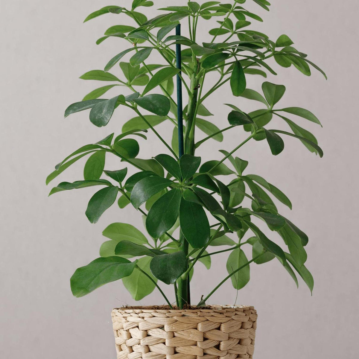 Buy Now! Alpine Junior Umbrella Tree - Schefflera arboricola 'Alpine ...