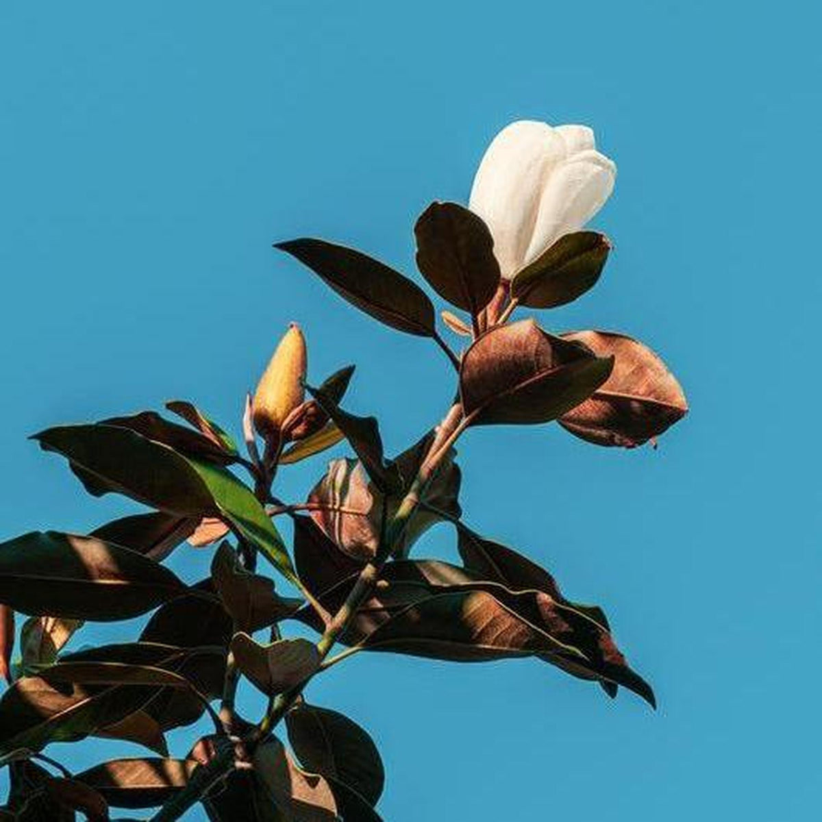 Alta Southern Magnolia - Magnolia grandiflora 'Alta' | Buy Online ...