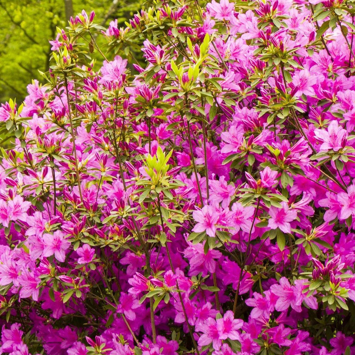 Buy Now! Anna Kehr Indica Azalea - Azalea indica 'Anna Kehr' – Nursery ...