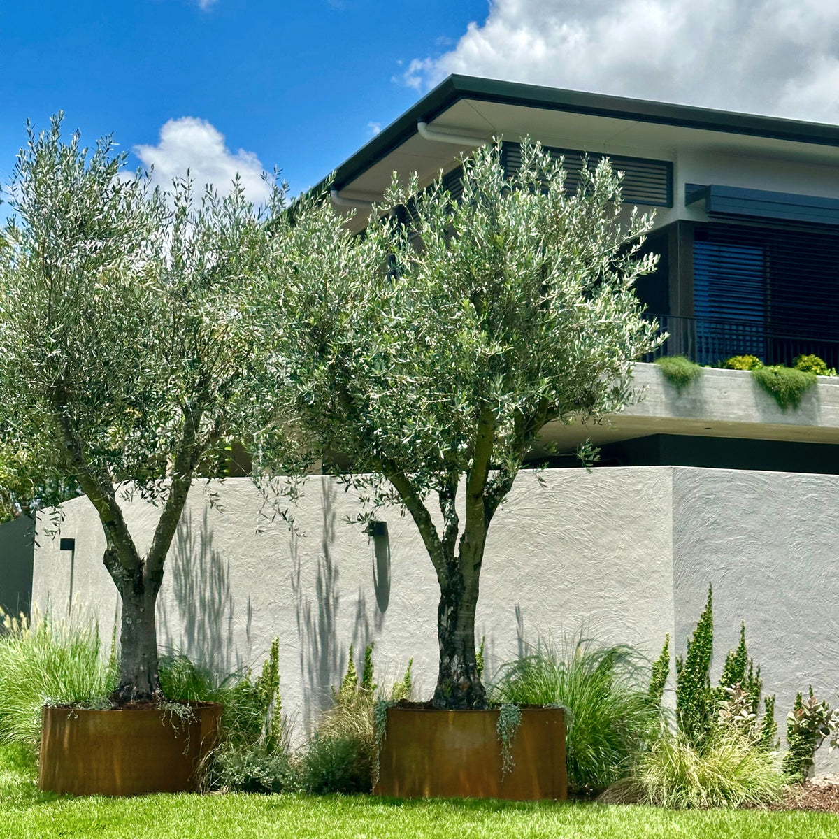 Buy Now! Arbequina Olive Tree - Olea europaea 'Arbequina' – Nursery Near Me