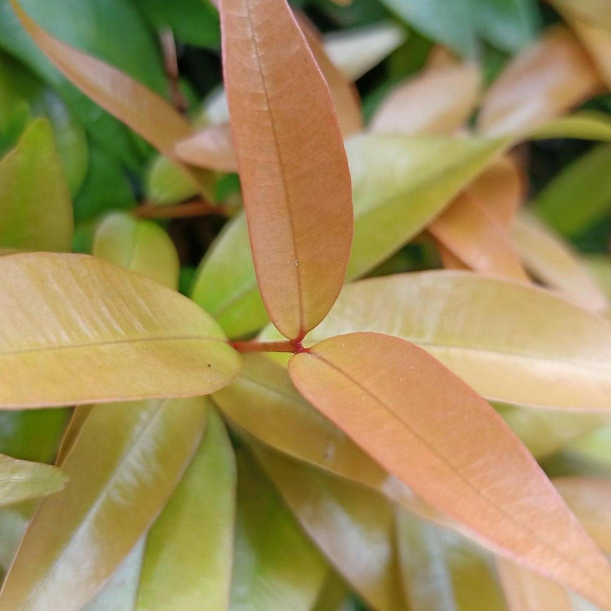 Aussie Gem Lilly Pilly - Syzygium australe 'Aussie Gem' | Buy Online ...