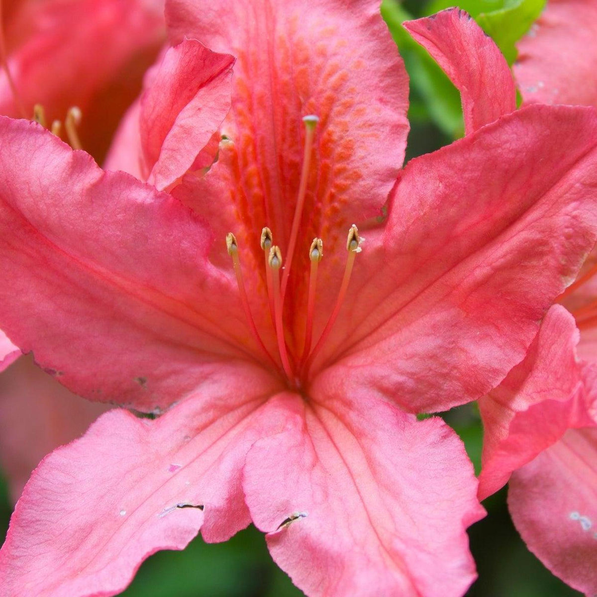 Buy Now! Autumn Princess Encore Azalea - Azalea Encore 'Autumn Princess ...