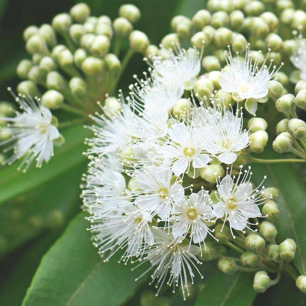 BACKHOUSIA citriodora Lemon Myrtle (Lemon-Scented Myrtle) - Ex Ground ...