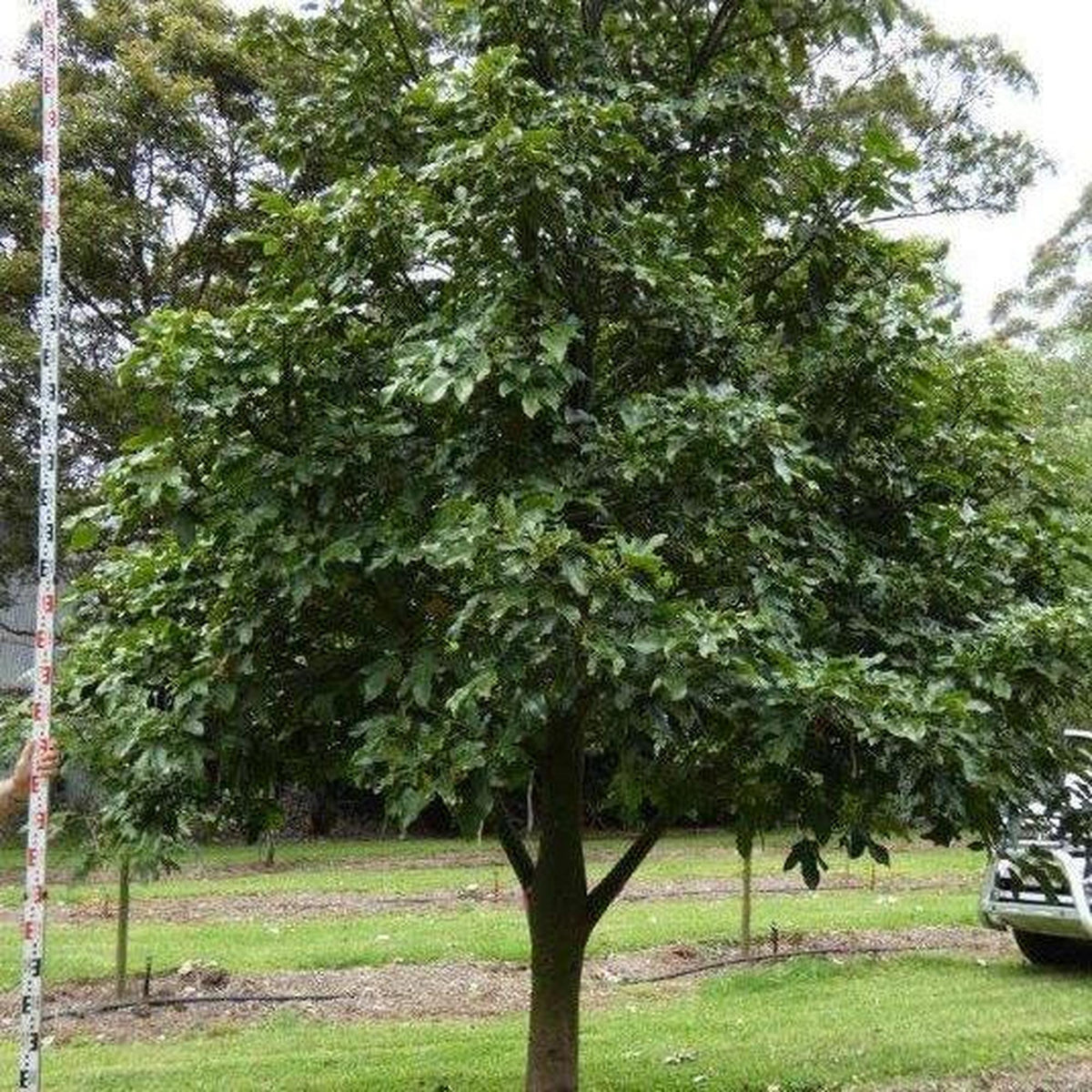 BRACHYCHITON acerifolius x bidwillii (Red Robin) grafted - Ex Ground ...