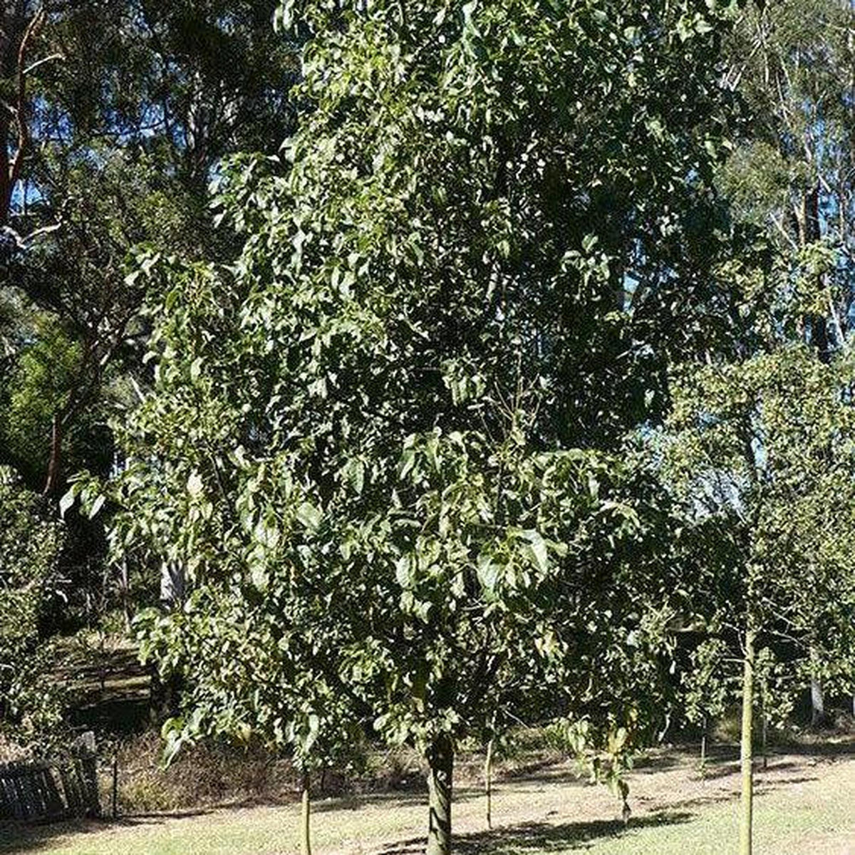 BRACHYCHITON acerifolius x populneus ‘Bella Pink’ grafted - Ex Ground ...