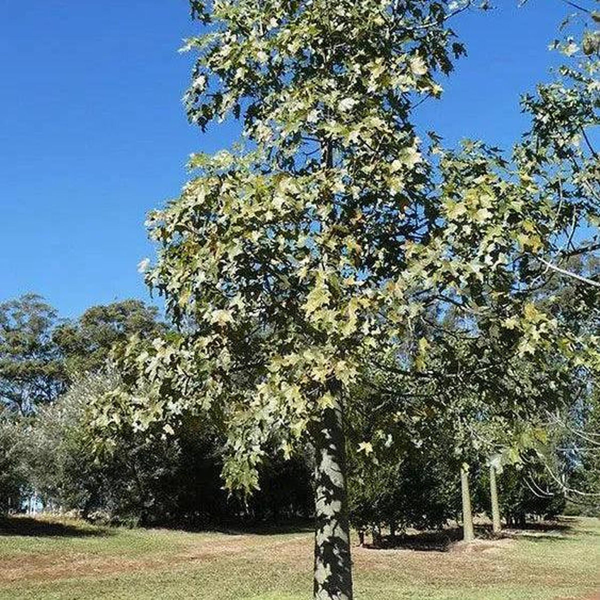 BRACHYCHITON australis (Broad Leaved Bottle Tree) - Ex Ground | Buy ...
