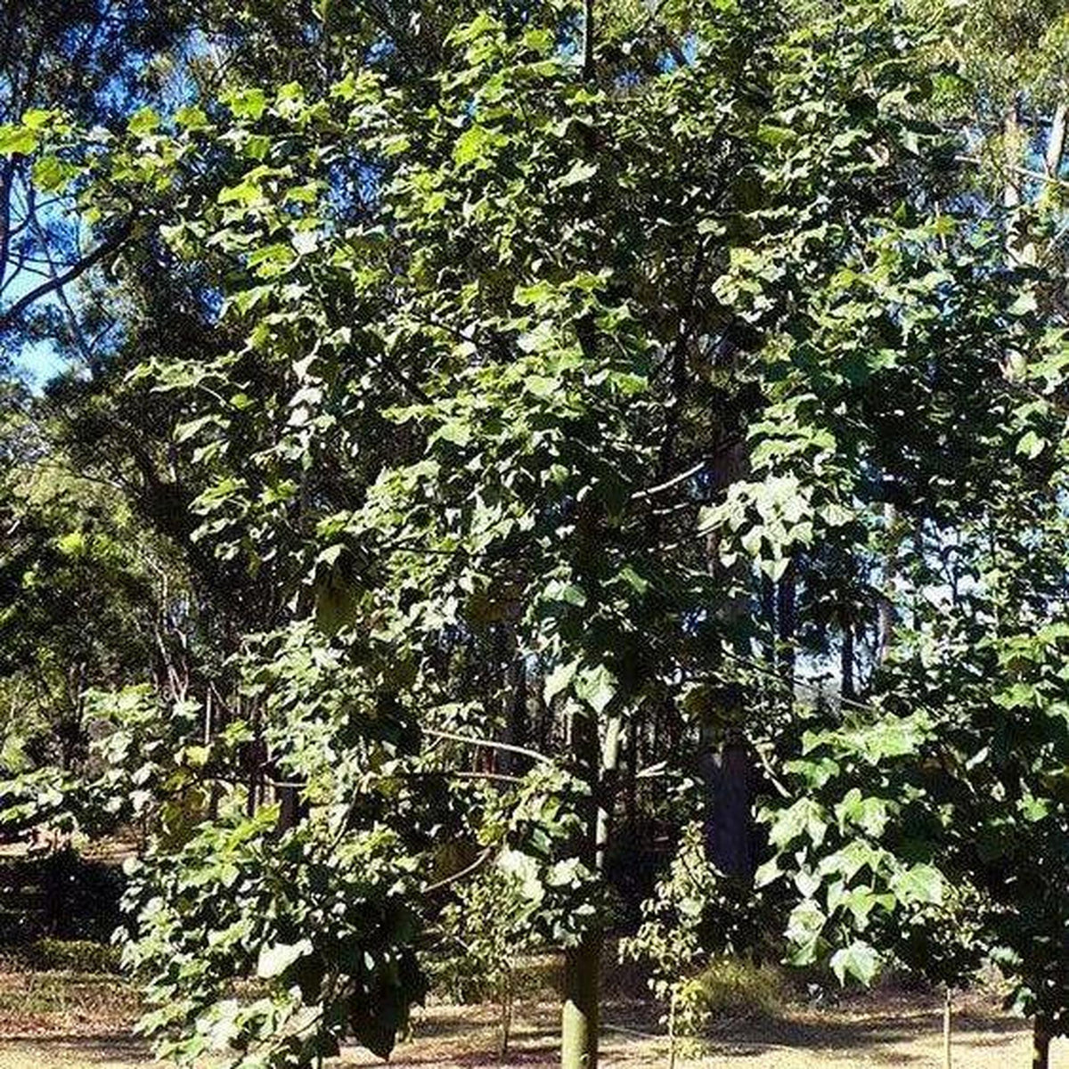Buy Now! BRACHYCHITON discolor Highfields Pink (Lacebark) grafted - Ex ...