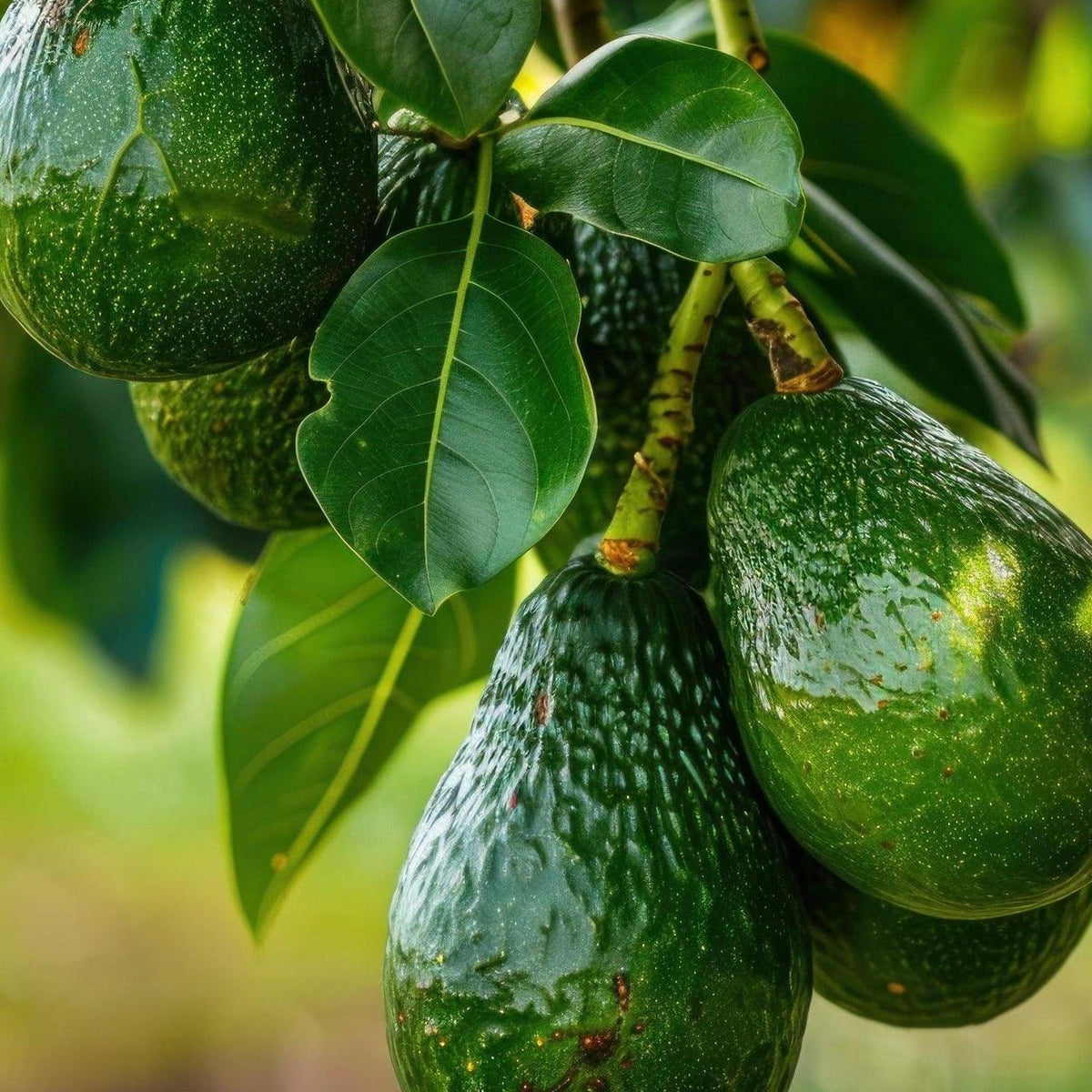 Bacon Avocado Tree - Persea americana 'Bacon' | Buy Online Australia ...