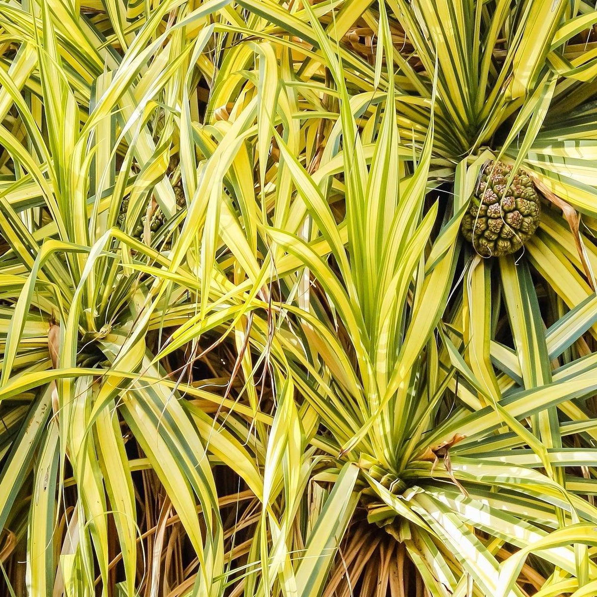 Buy Now! Baptist's Pandanus - Pandanus baptistii – Nursery Near Me
