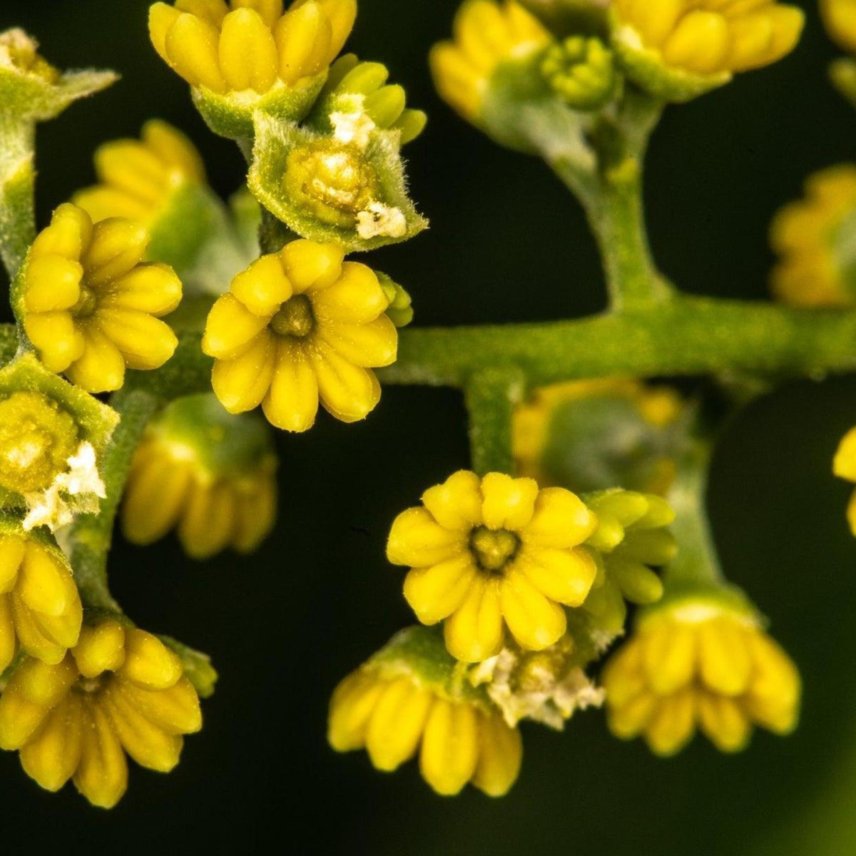 Buy Now! Beach Bird's Eye Plant - Alectryon coriaceus – Nursery Near Me