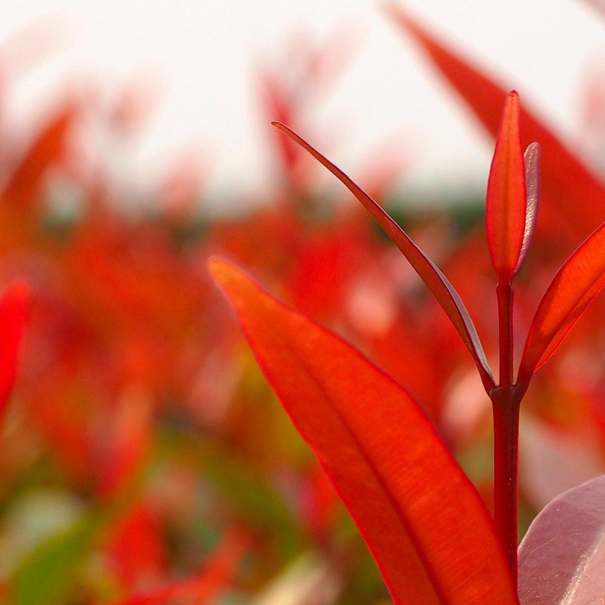 Big Red Lilly Pilly - Syzygium australe 'Big Red' | Buy Online ...