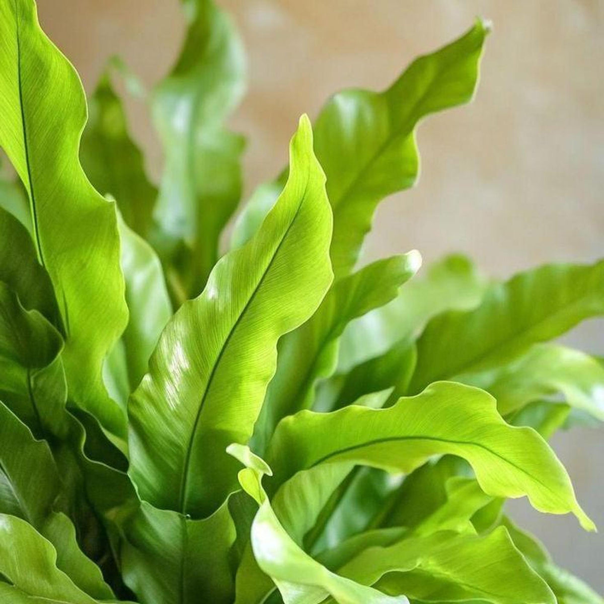 Birds Nest Fern - Asplenium nidus Crissie | Buy Online Australia ...
