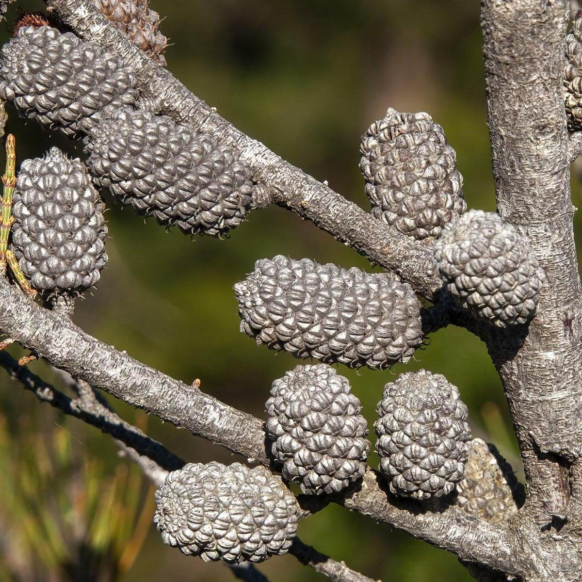 Black Sheoak - Allocasuarina littoralis | Buy Online Australia ...