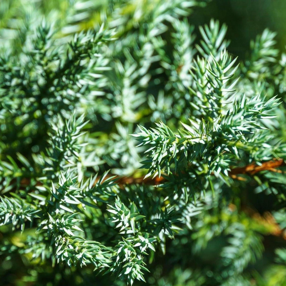 Buy Now! Blue Forest Juniper - Juniperus horizontalis 'Blue Forest ...