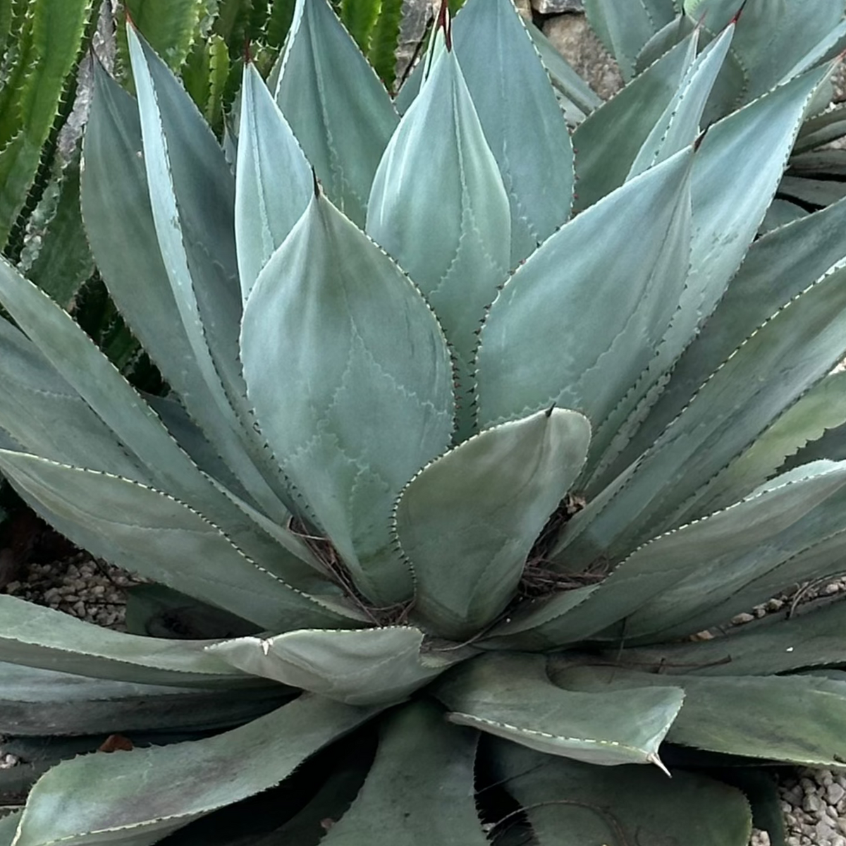 Buy Now! Blue Glow Agave - Agave 'Blue Glow' – Nursery Near Me