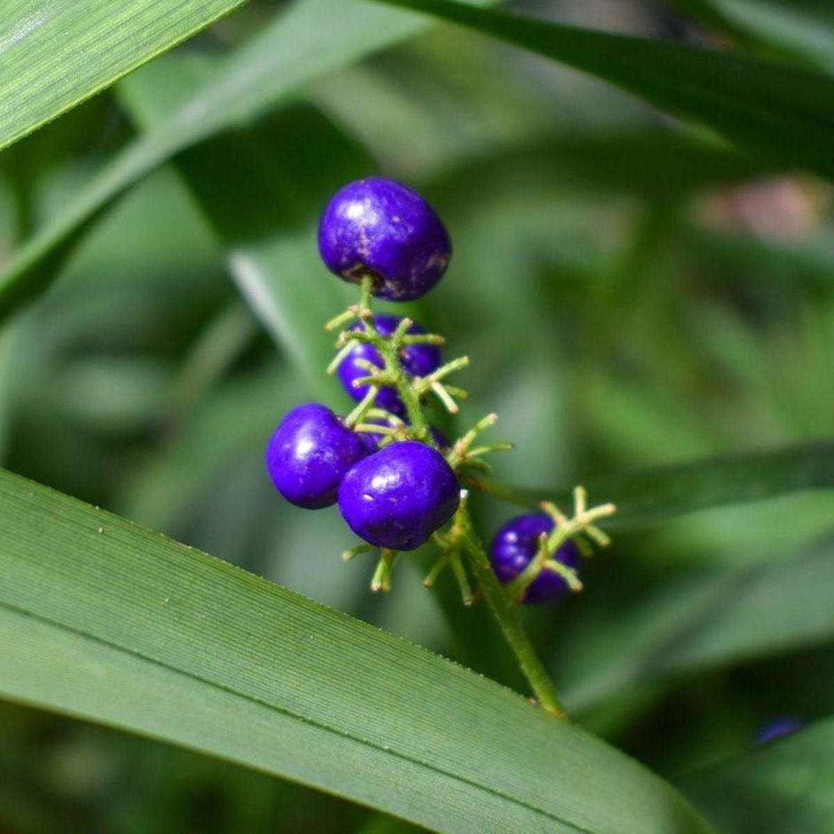 Blueberry Lily - Dianella caerulea | Buy Online Australia – Nursery Near Me