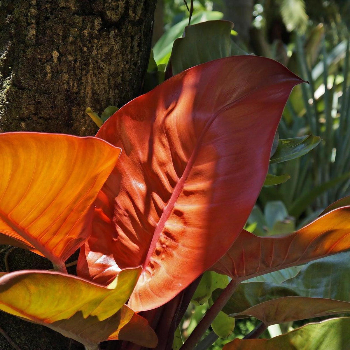 Blushing Philodendron - Philodendron erubescens | Buy Online Australia ...