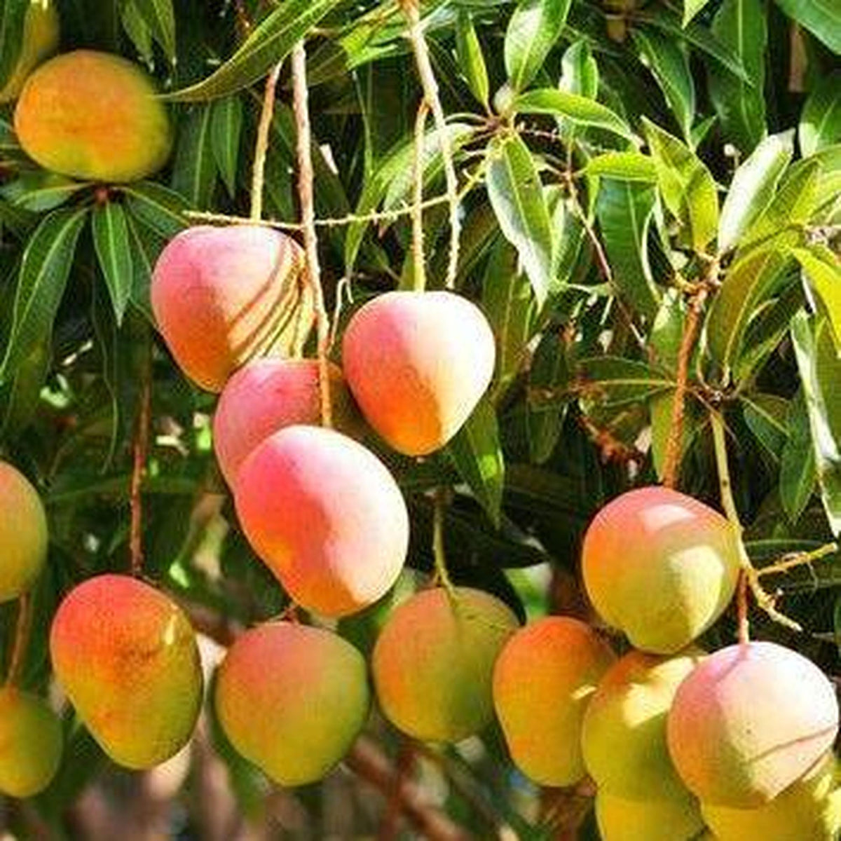 Bowen Mango Tree - Bowen Mangifera indica | Buy Online Australia ...