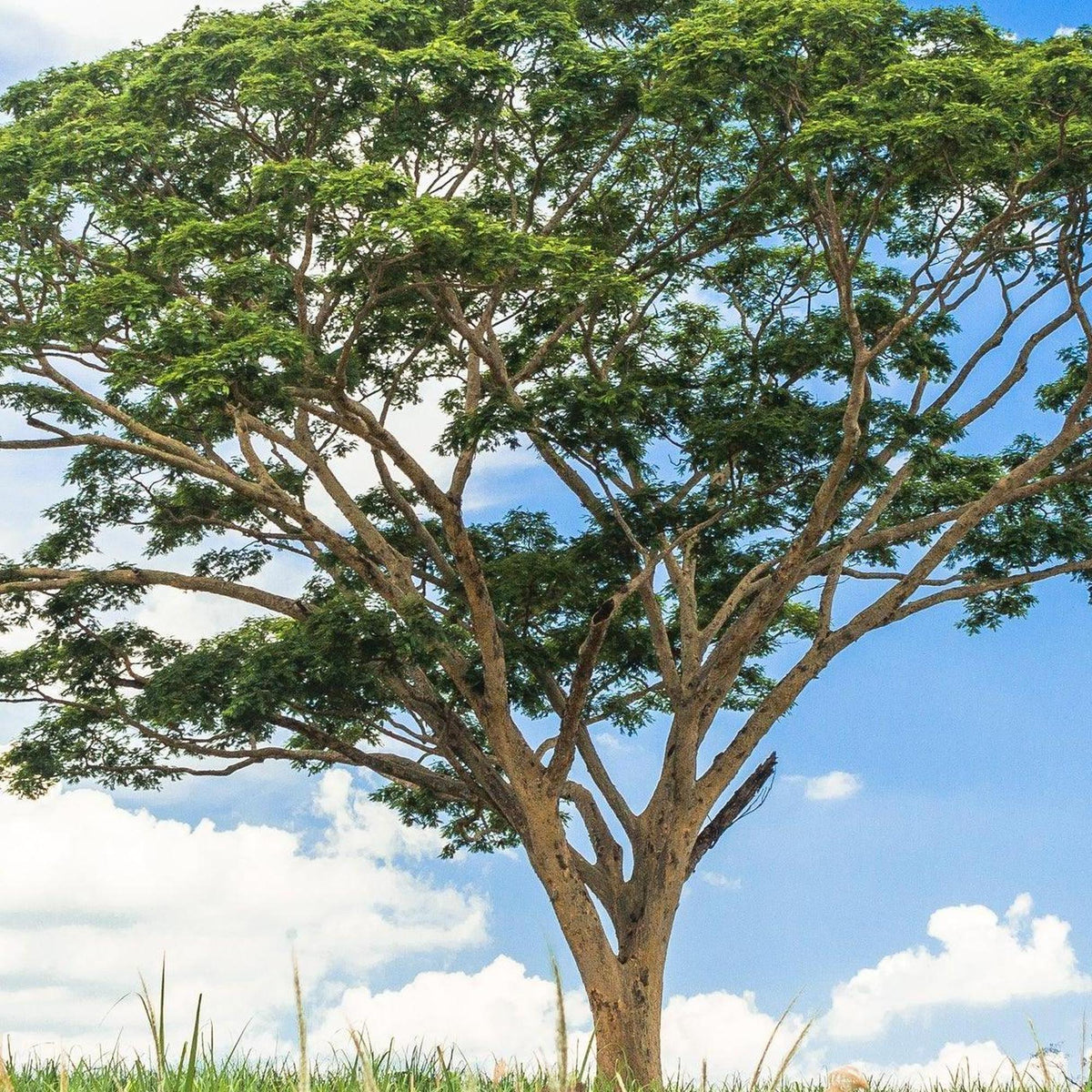 Brazilian Ironwood - Caesalpinia ferrea | Buy Online Australia ...