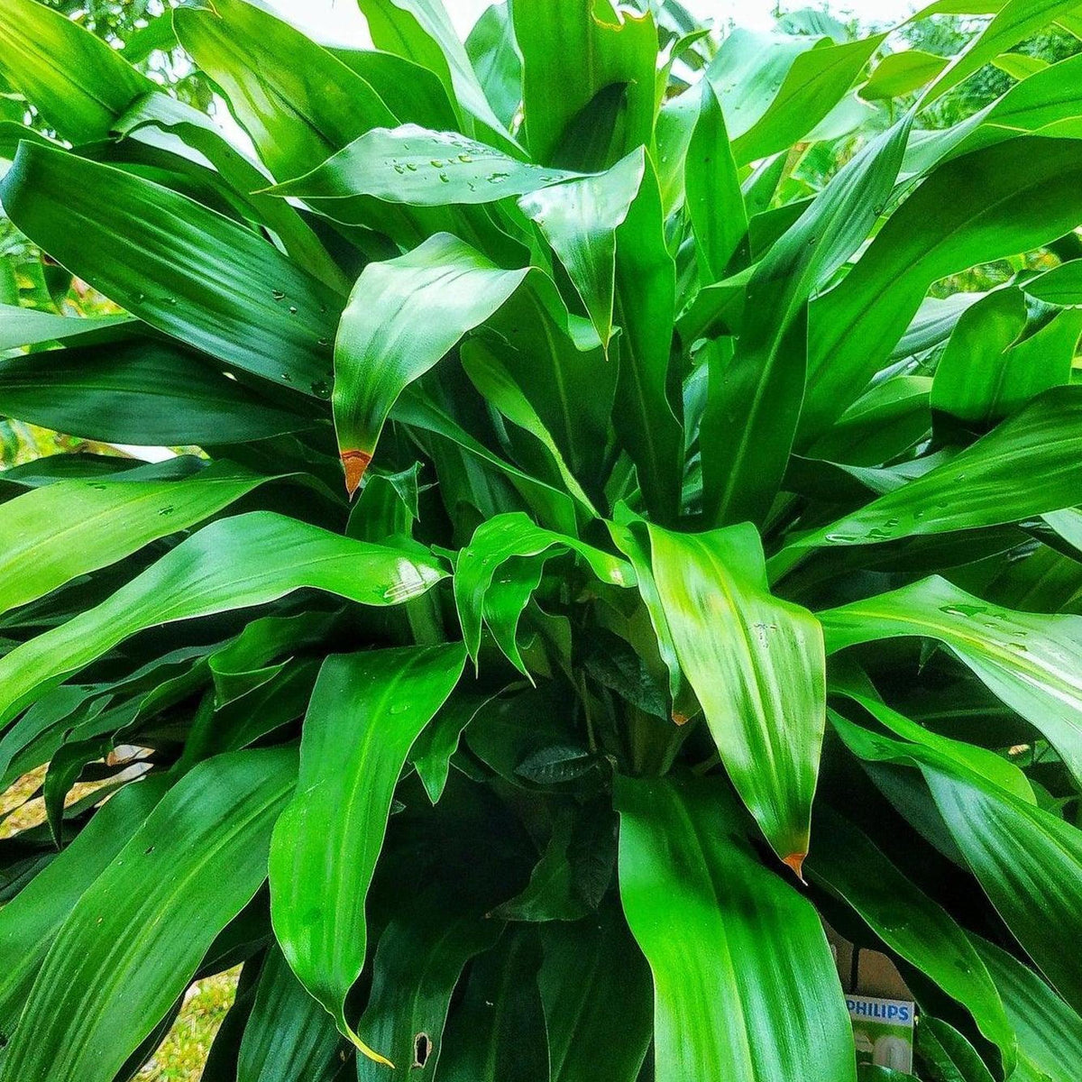 Broad Leaved Palm Lily - Cordyline petiolaris | Buy Online Australia ...