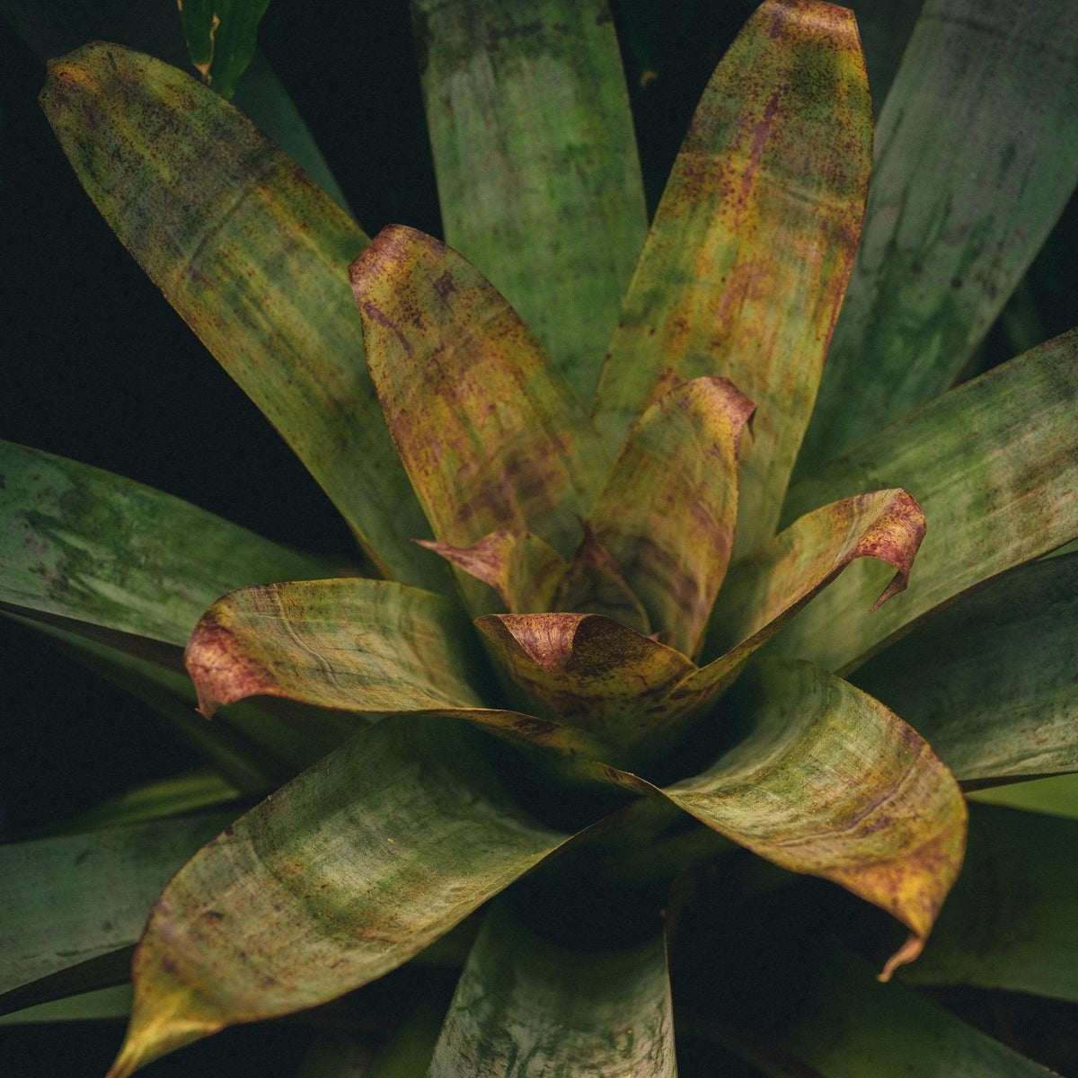 Buy Now! Bromeliad Plant - Alcantarea extensa – Nursery Near Me