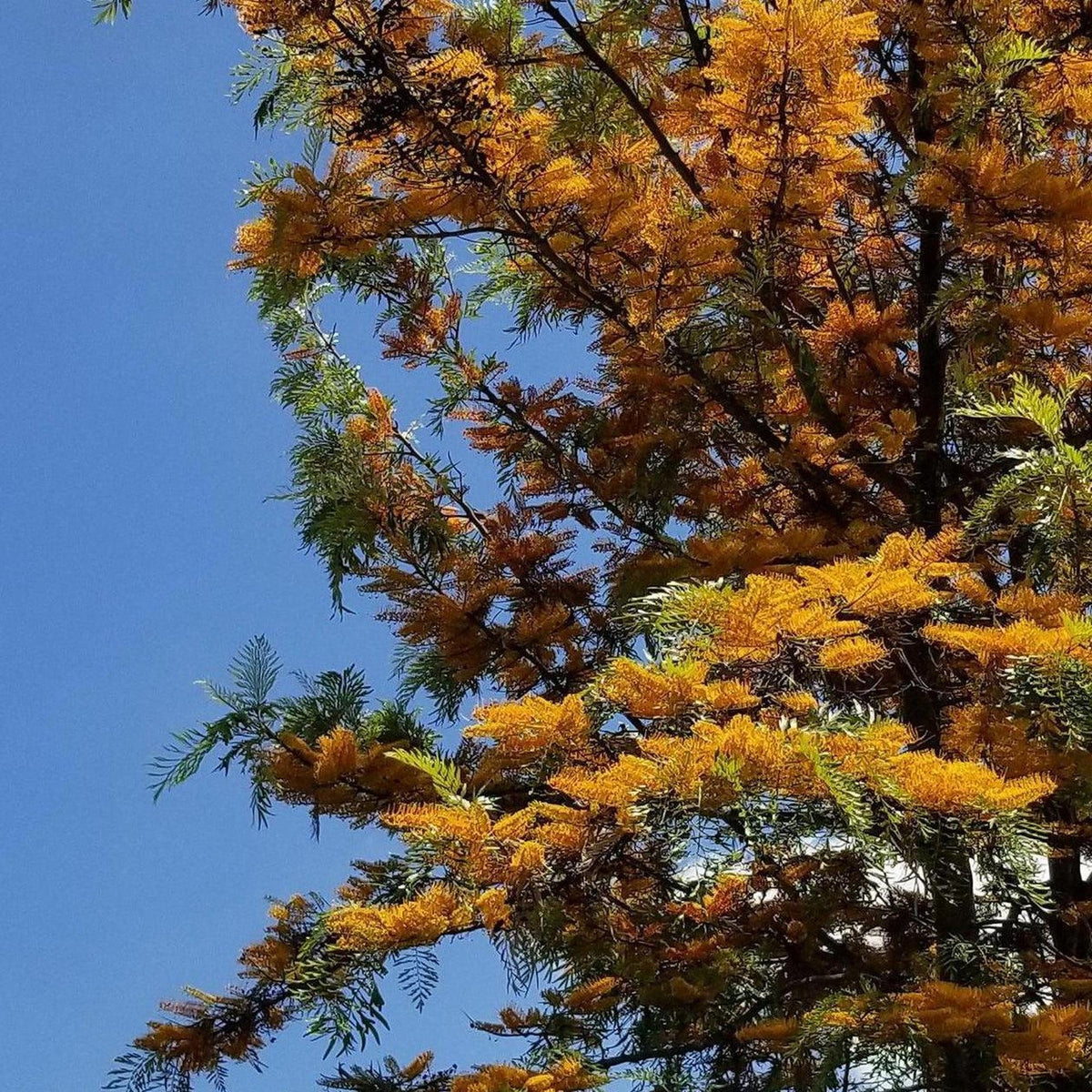 Brown Silky Oak - Grevillea baileyana | Buy Online Australia – Nursery ...