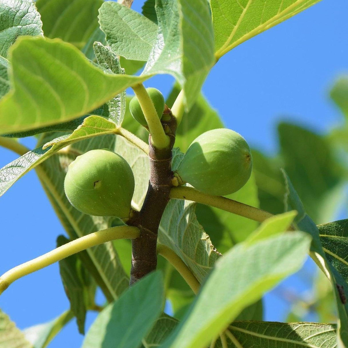 Brown Turkey Fig Tree - Ficus carica 'Brown Turkey' | Buy Online ...