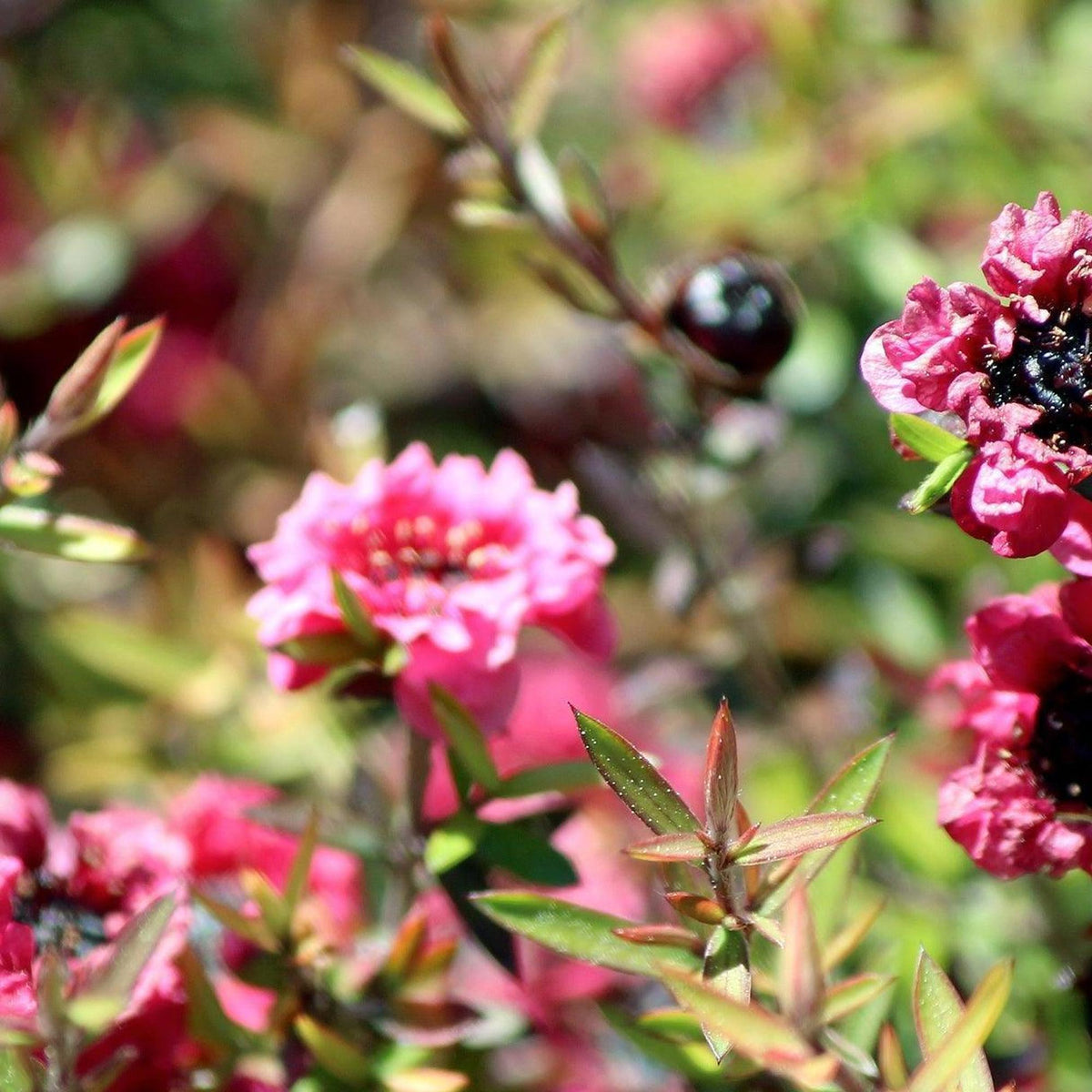 Buy Now! Burgundy Queen Tea Tree - Leptospermum scoparium 'Burgundy ...