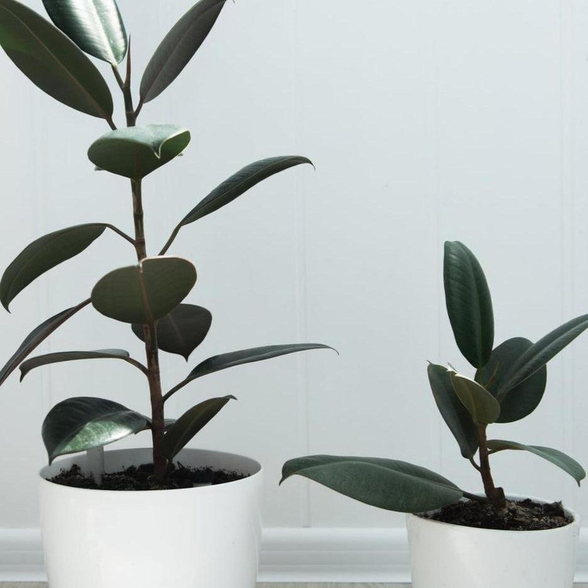 Buy Now! Burgundy Rubber Tree - Ficus elastica 'Burgundy' – Nursery Near Me