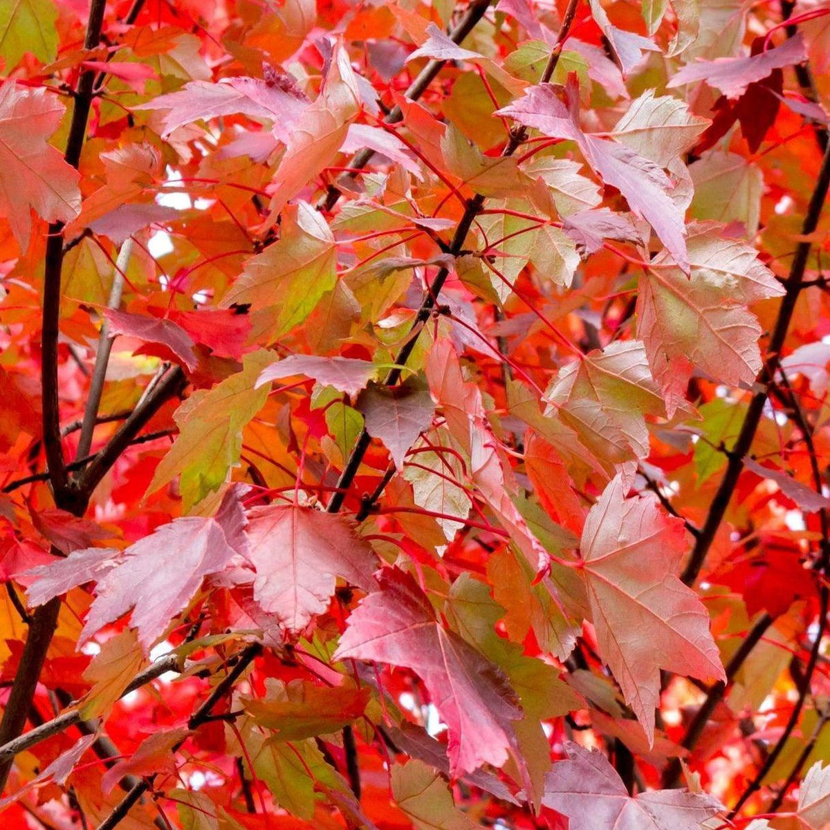 Canadian Maple Tree - Acer rubrum 'Fairview Flame' | Buy Online ...