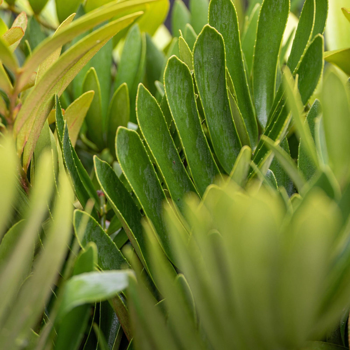 Buy Now! Cardboard Plant - Zamia furfuracea – Nursery Near Me