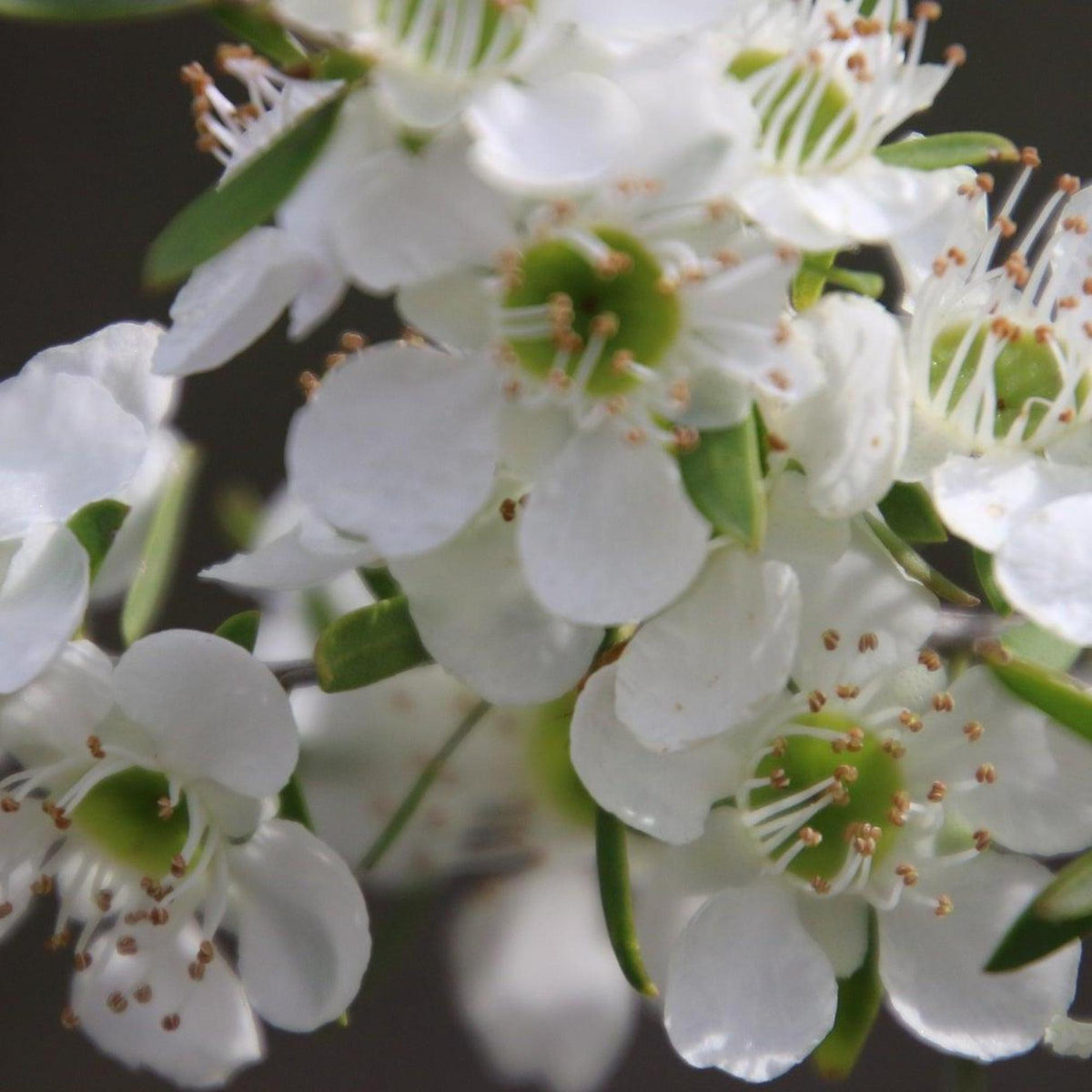 Cardwell Tea Tree - Leptospermum flavescens | Buy Online Australia ...