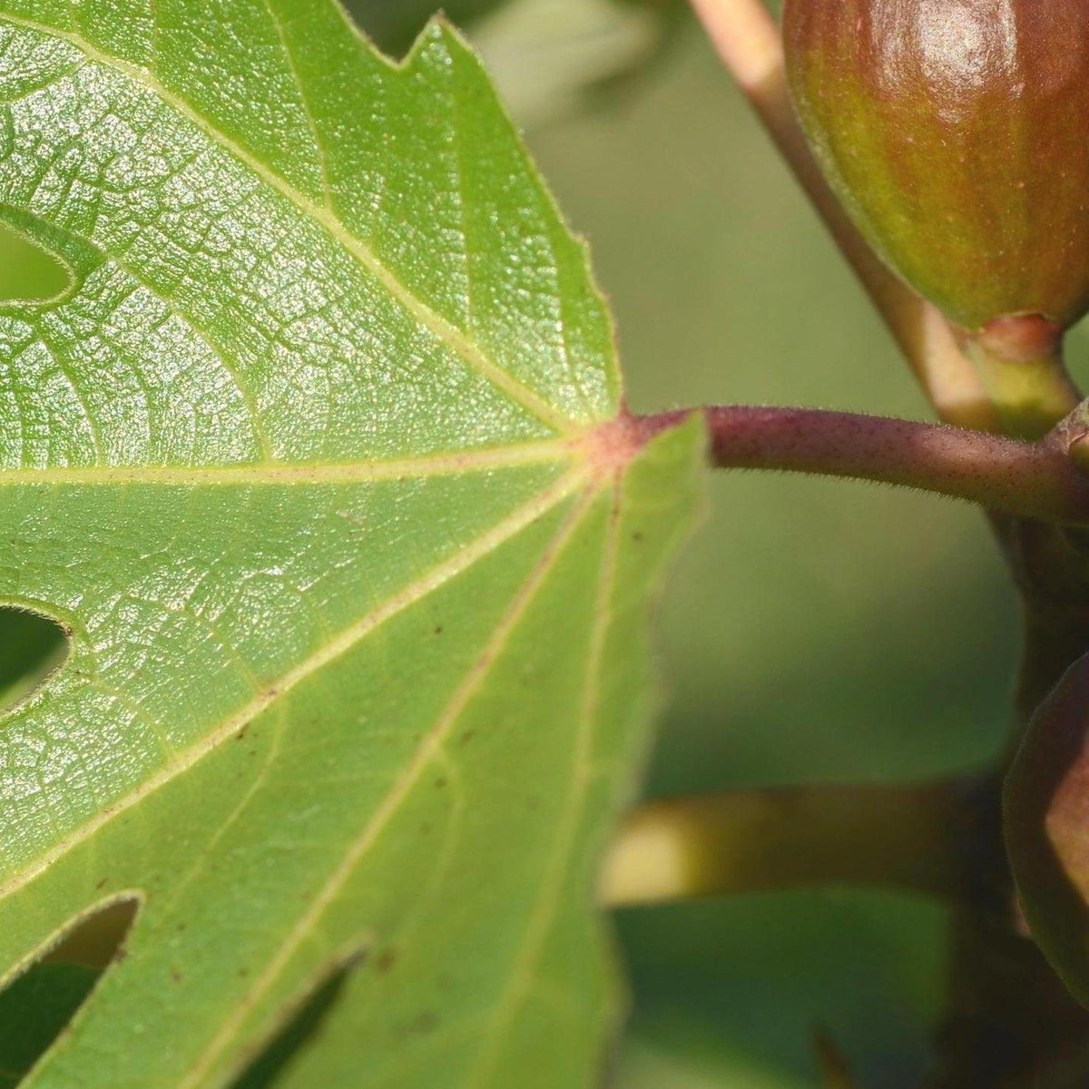 Australia's Best Fig Trees - Nursery Near Me