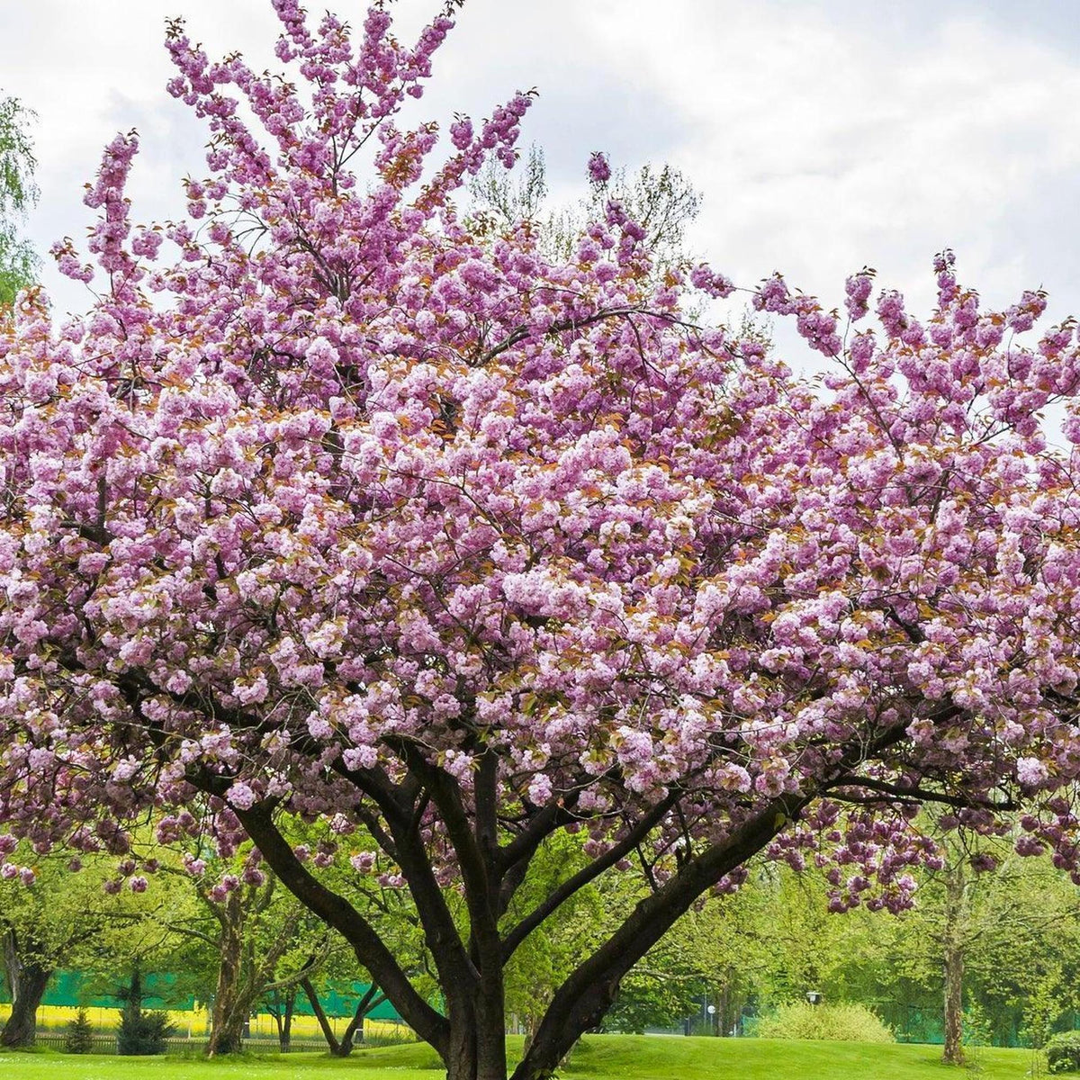 Cheals Double Pink Weeping Cherry - Prunus serrulata 'Cheals Double ...
