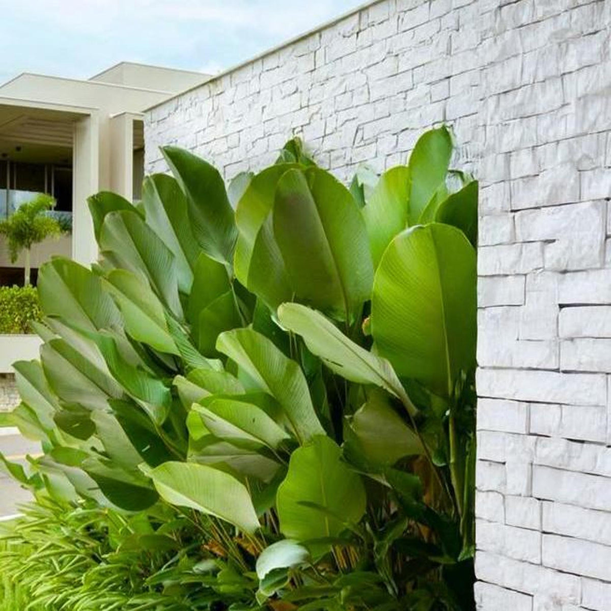 Cigar Plant - Calathea lutea | Buy Online Australia – Nursery Near Me