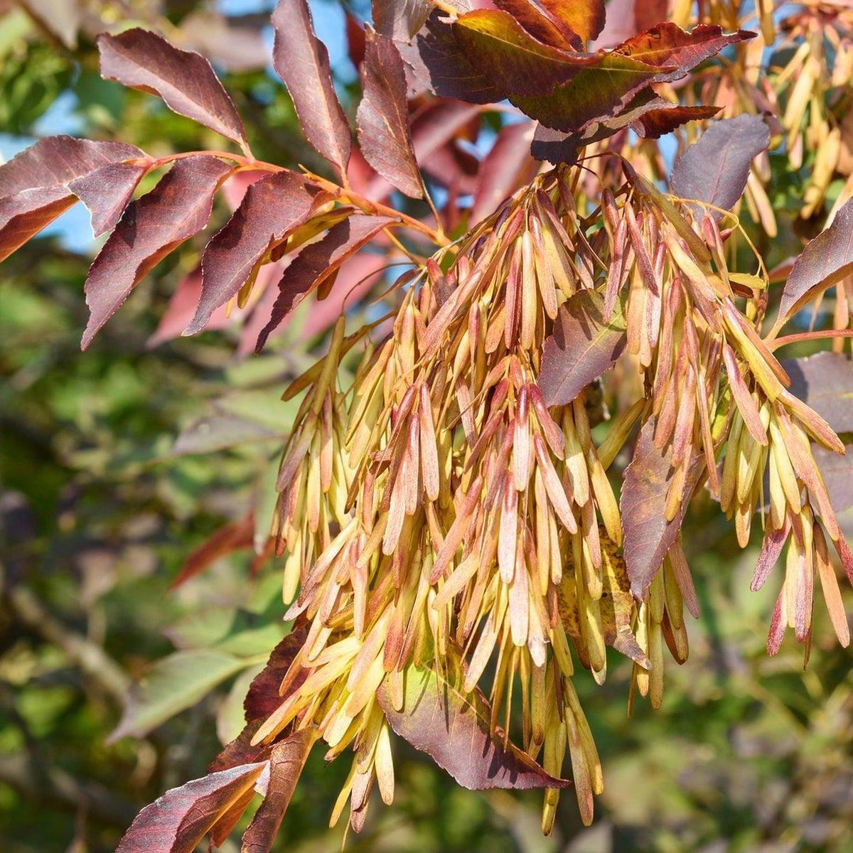 Buy Now! Claret Ash - Fraxinus angustifolia 'Raywood' – Nursery Near Me