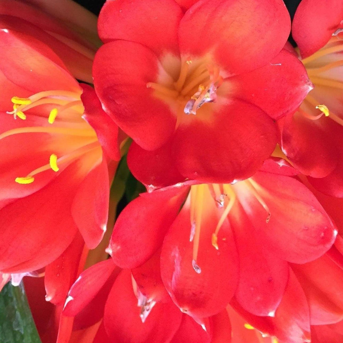 Buy Now! Clivia Belgian Hybrid - Clivia miniata Belgian Hybrid ...