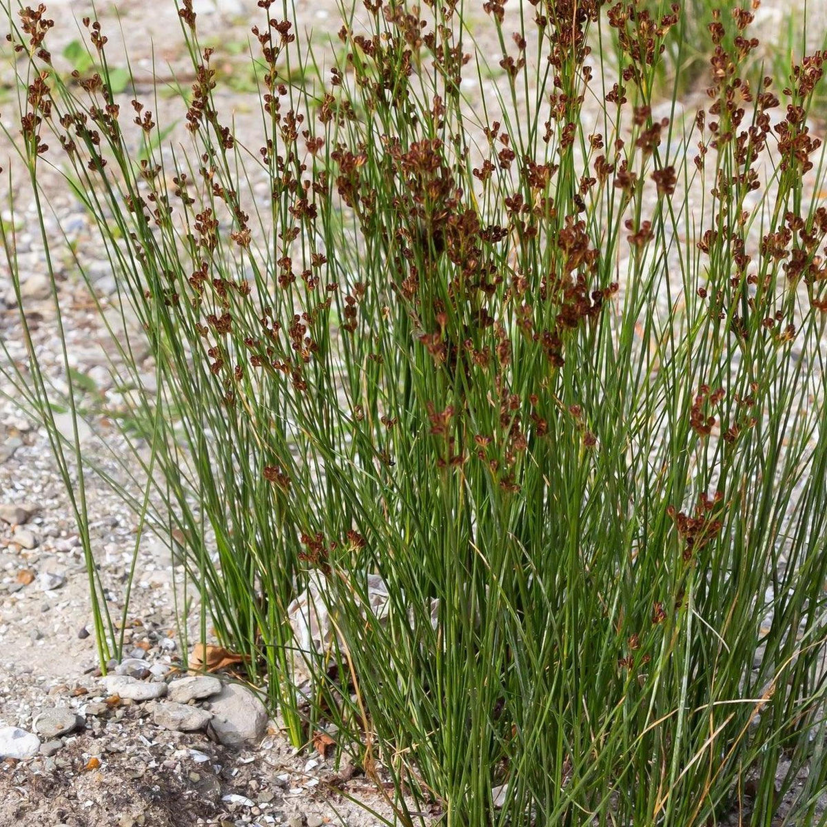 Common Rush - Juncus usitatus 'Common Rush' | Buy Online Australia ...